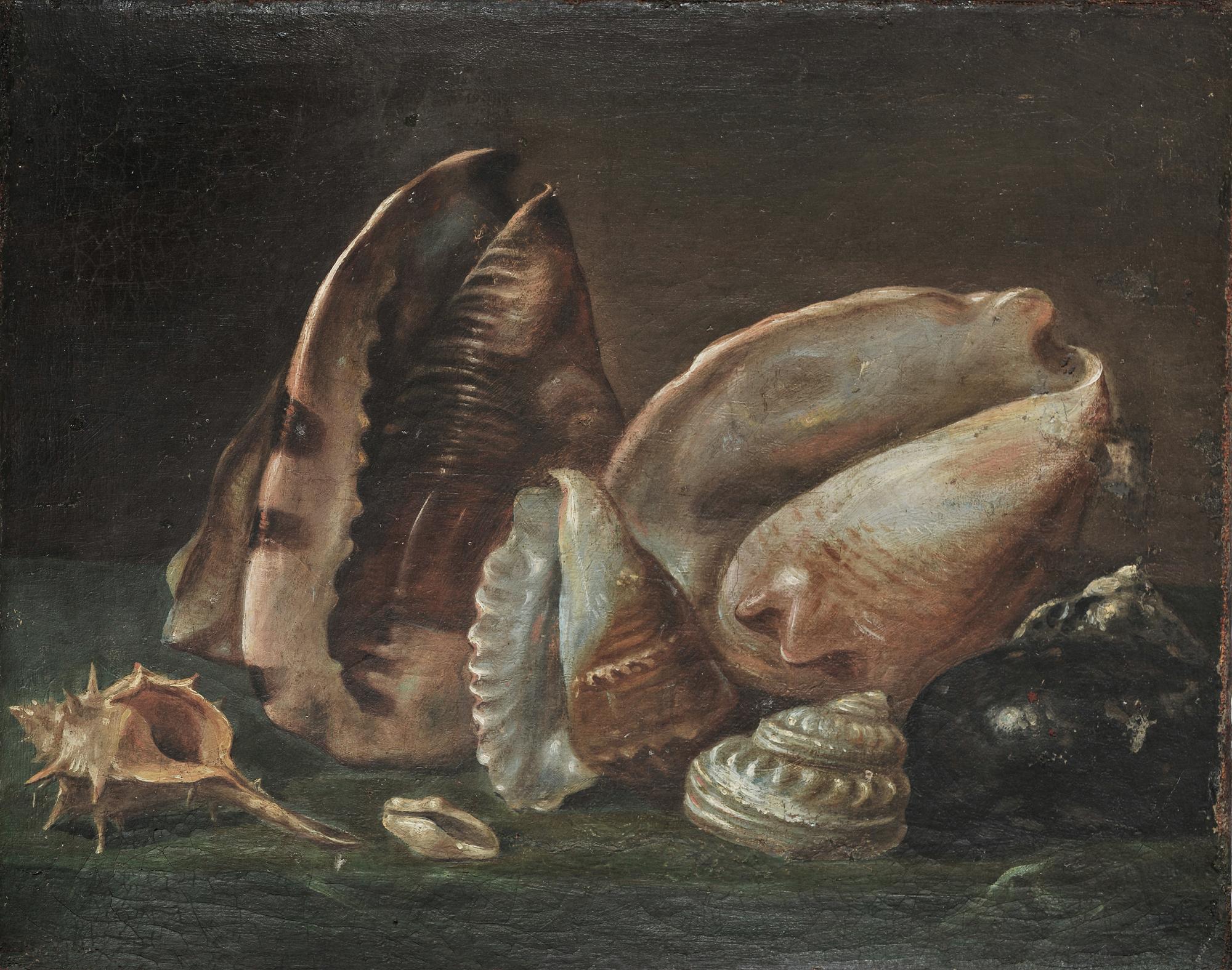 Seashells - National Gallery