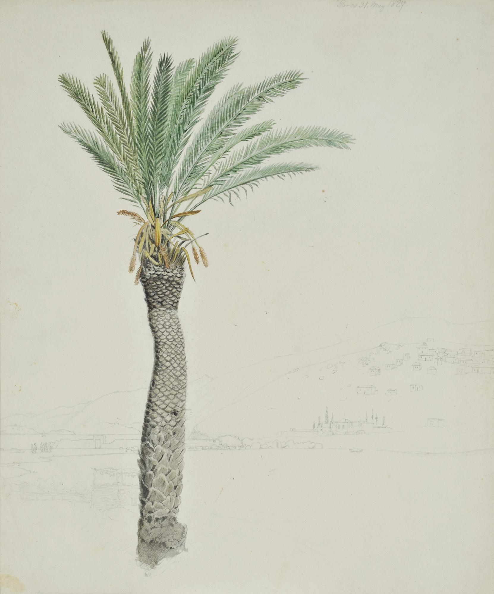 Palm Tree - National Gallery
